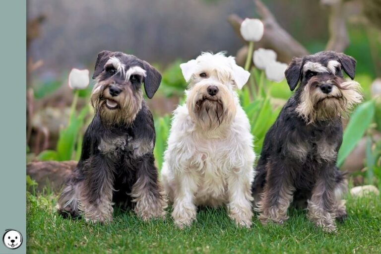 Miniature Schnauzer Coat Colors | Coats and Colors