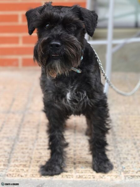 Miniature Schnauzer Coat Colors | Coats and Colors