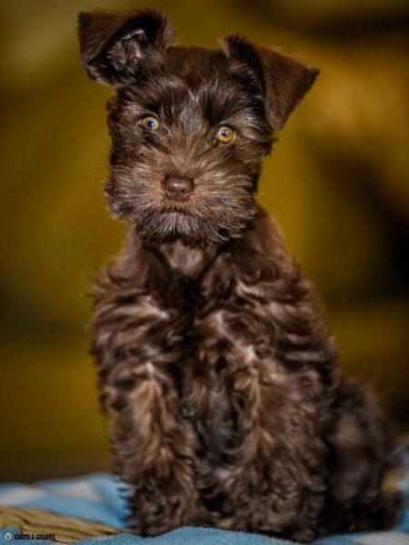 Miniature Schnauzer Coat Colors | Coats and Colors