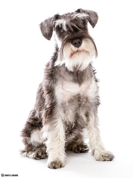 Miniature Schnauzer Coat Colors | Coats and Colors