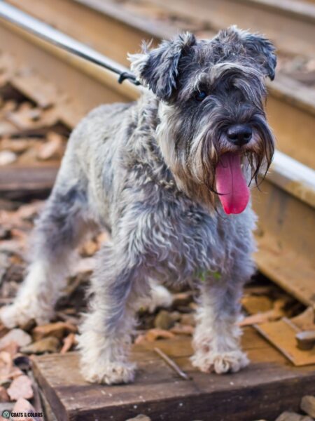 Miniature Schnauzer Coat Colors | Coats and Colors