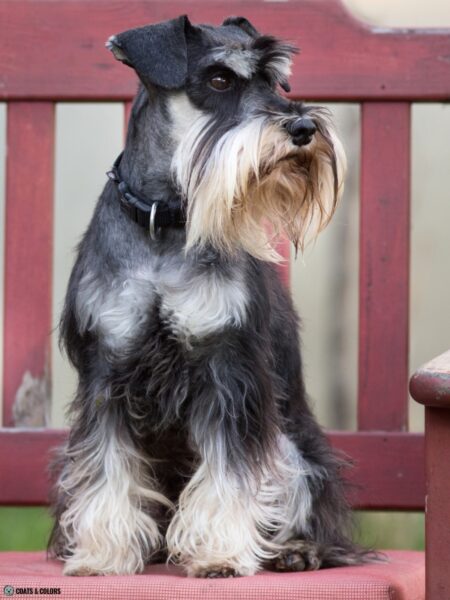 Miniature Schnauzer Coat Colors | Coats and Colors