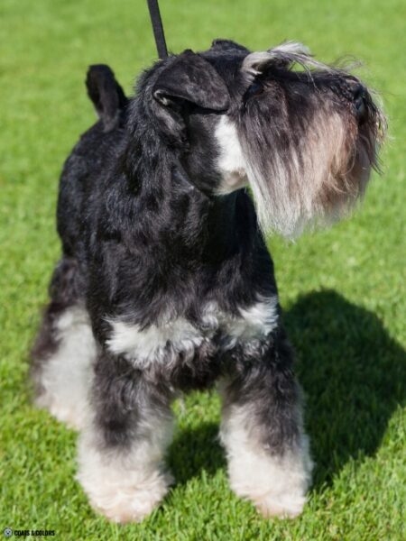 Miniature Schnauzer Coat Colors | Coats and Colors