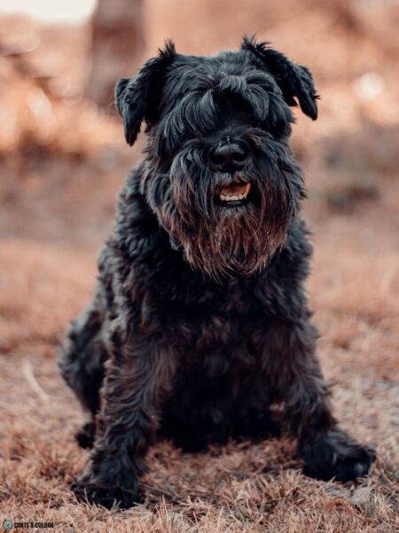 Miniature Schnauzer Coat Colors | Coats and Colors
