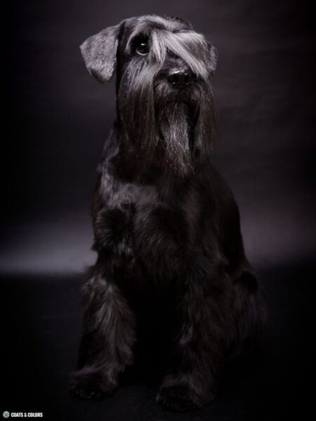 Miniature Schnauzer Coat Colors | Coats and Colors