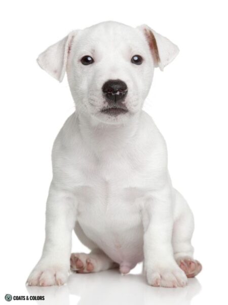 Puppy Eye Color Change | Coats and Colors