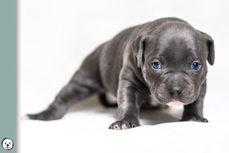 Miniature Schnauzer Coat Colors | Coats and Colors