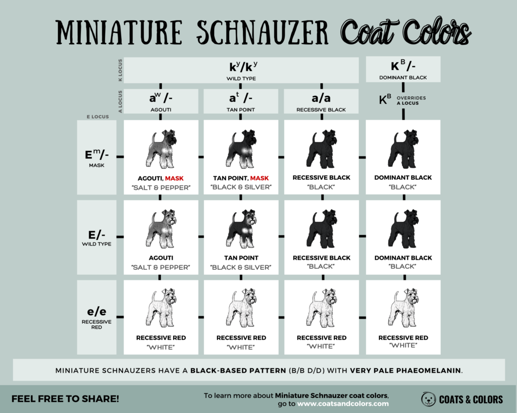 Miniature Schnauzer Color Chart | Coats and Colors