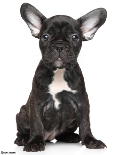 Residual White | Coats and Colors