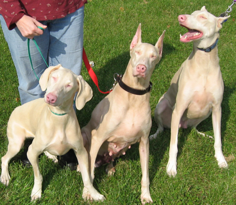 Doberman Coat Colors | Coats and Colors