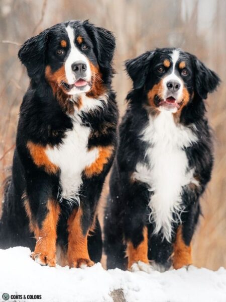 Bernese Mountain Dog Coat Colors | Coats and Colors