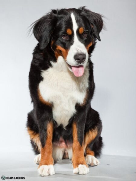 Bernese Mountain Dog Coat Colors | Coats and Colors
