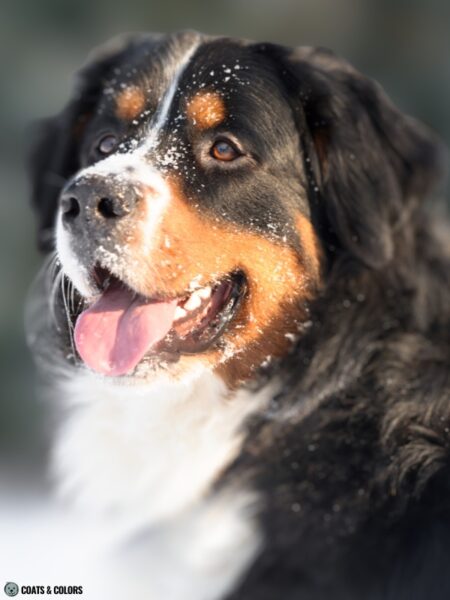 Bernese Mountain Dog Coat Colors | Coats and Colors