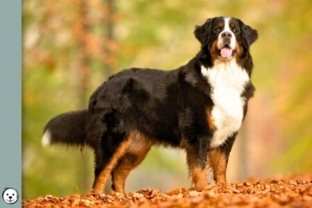 Bernese Mountain Dog Coat Colors | Coats and Colors