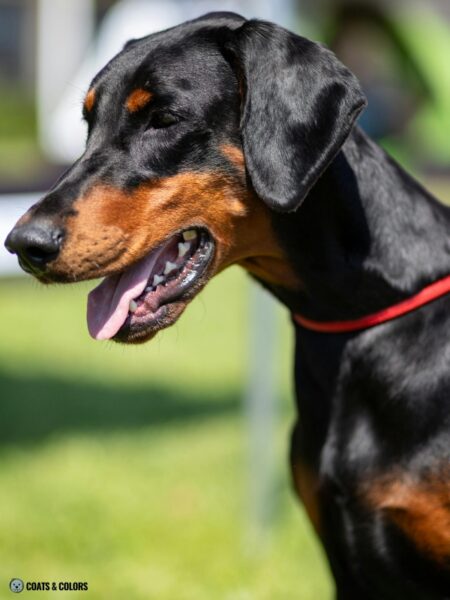 Doberman Coat Colors | Coats and Colors
