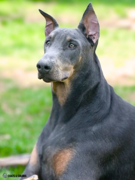 Doberman Coat Colors | Coats and Colors