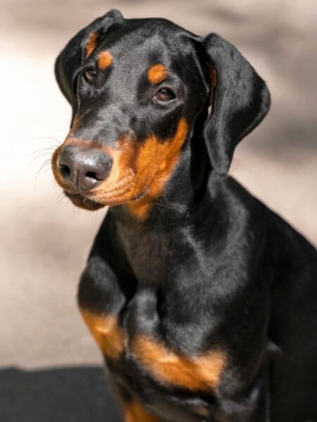 Doberman Coat Colors | Coats and Colors