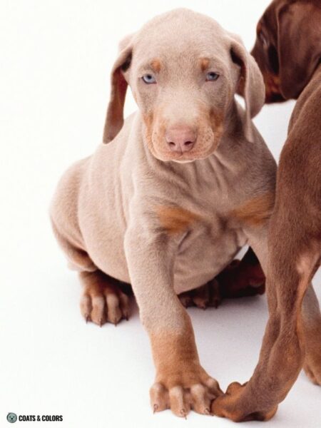 Doberman Coat Colors | Coats and Colors