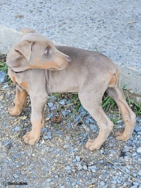Doberman Coat Colors | Coats and Colors