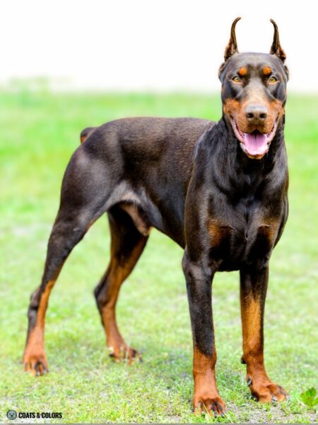 Doberman Coat Colors | Coats and Colors