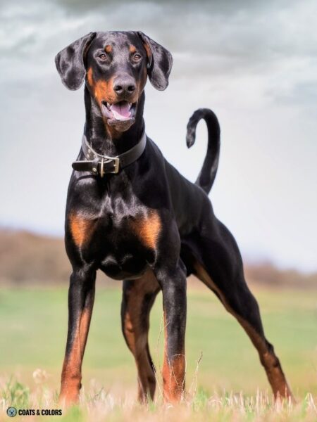 Doberman Coat Colors | Coats and Colors