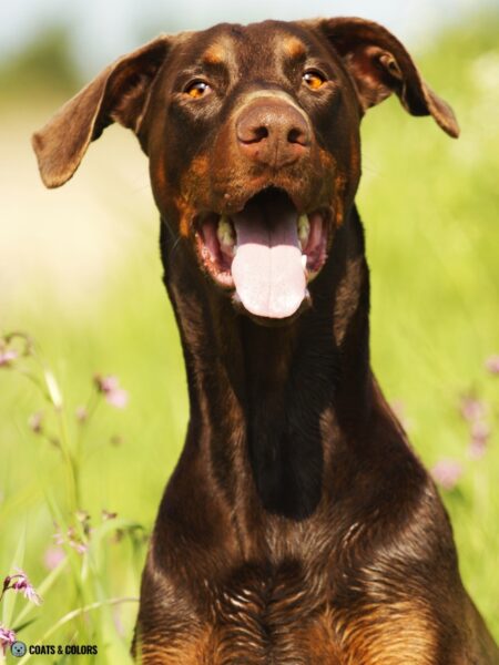Doberman Coat Colors | Coats and Colors