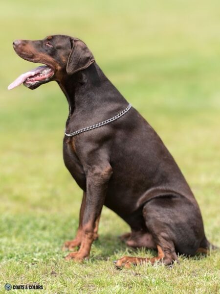 Doberman Coat Colors | Coats and Colors