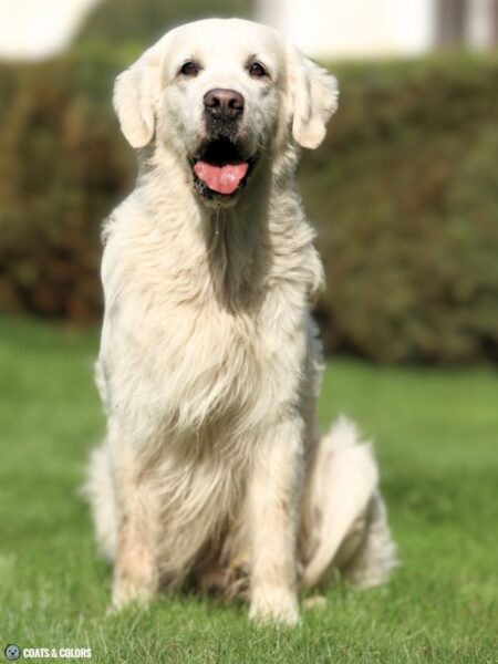 Golden Retriever Coat Colors | Coats and Colors