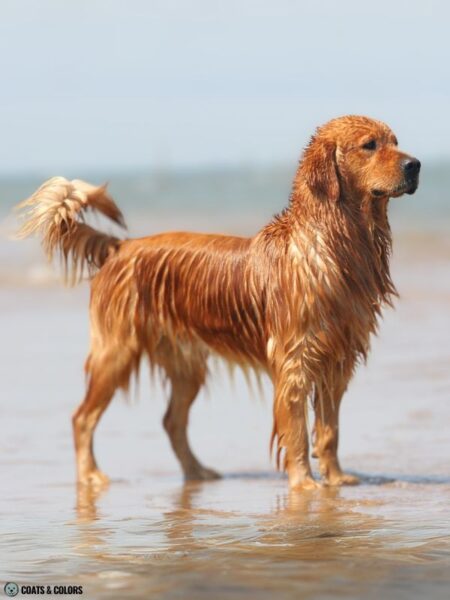Golden Retriever Coat Colors | Coats and Colors