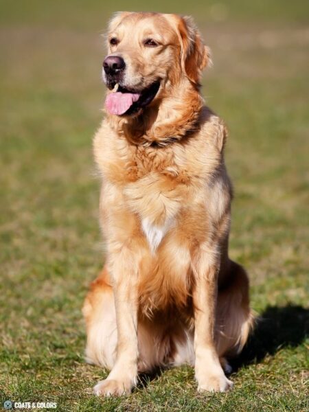 Golden Retriever Coat Colors | Coats and Colors