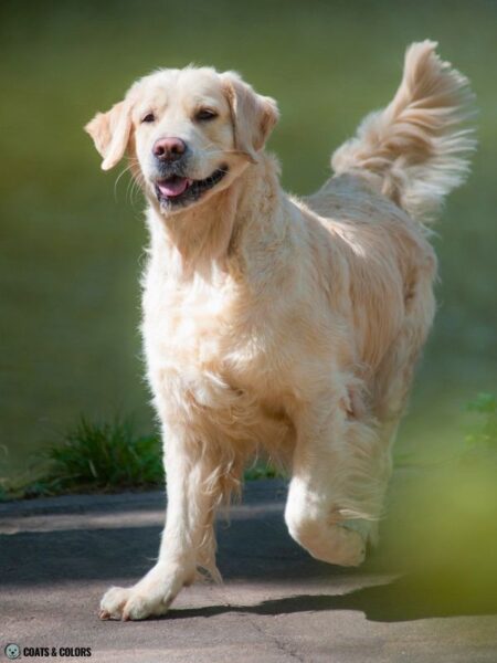 Golden Retriever Coat Colors | Coats and Colors