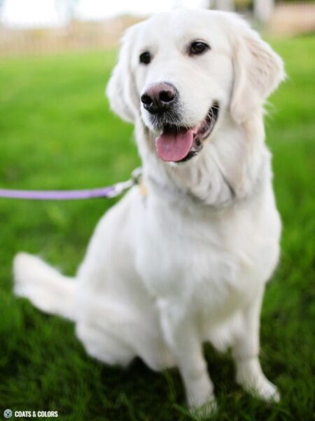 Golden Retriever Coat Colors | Coats and Colors