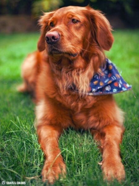 Golden Retriever Coat Colors | Coats and Colors