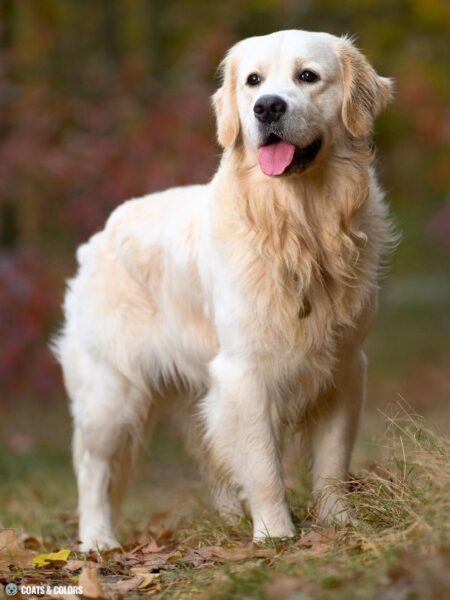 Golden Retriever Coat Colors | Coats and Colors