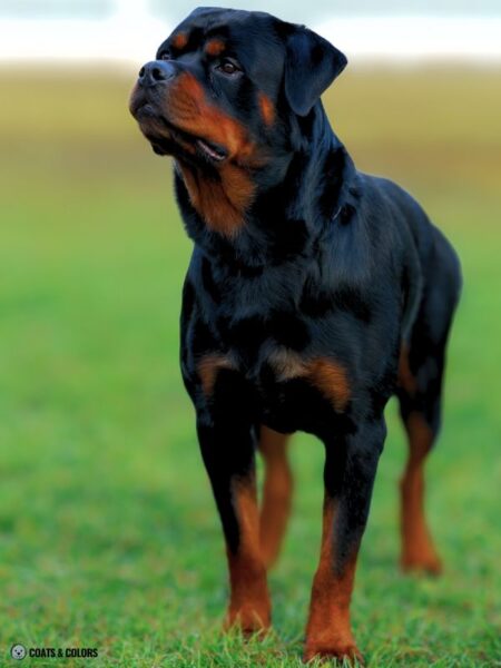 Rottweiler Coat Colors | Coats and Colors