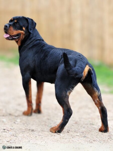 Rottweiler Coat Colors | Coats and Colors