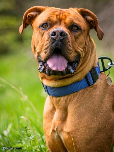 Rottweiler Coat Colors | Coats and Colors