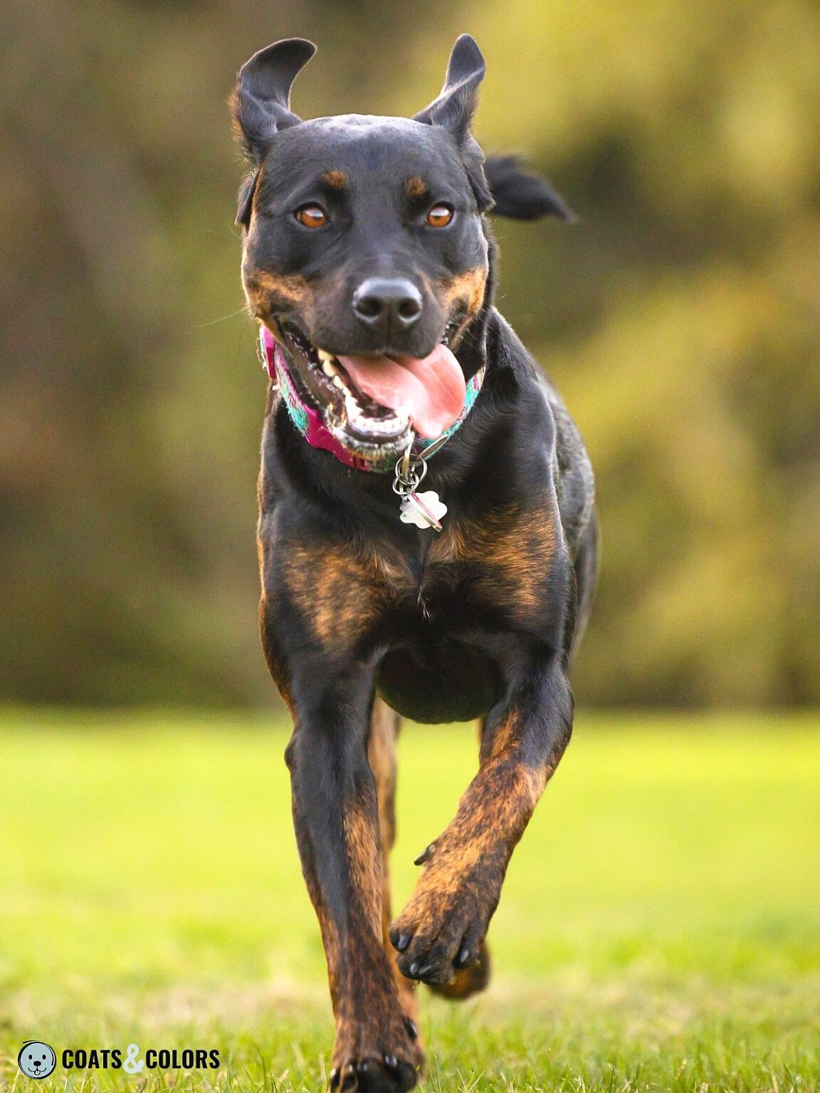 Rottweiler Coat Colors | Coats and Colors