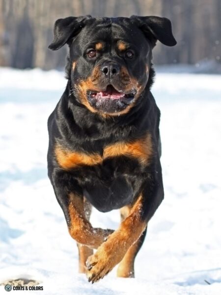 Rottweiler Coat Colors | Coats and Colors