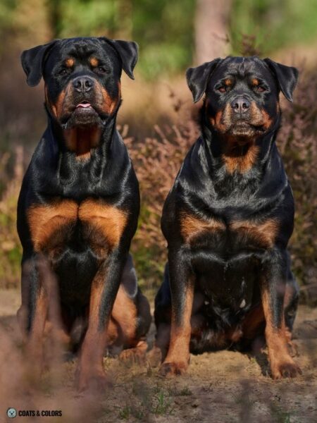 Rottweiler Coat Colors | Coats and Colors