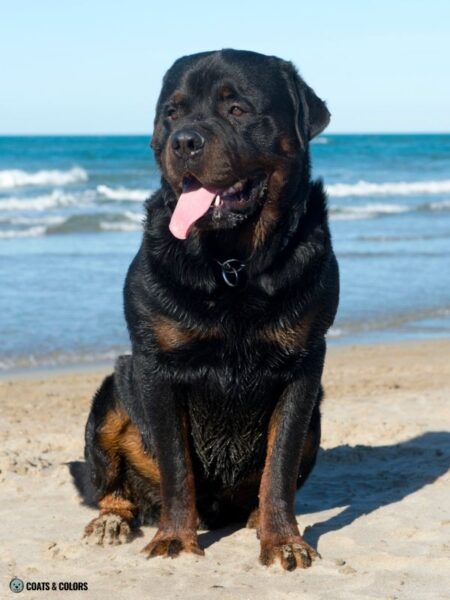 Rottweiler Coat Colors | Coats and Colors