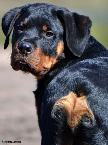 Rottweiler Coat Colors | Coats and Colors