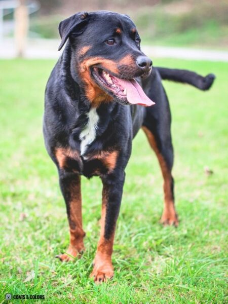 Rottweiler Coat Colors | Coats and Colors