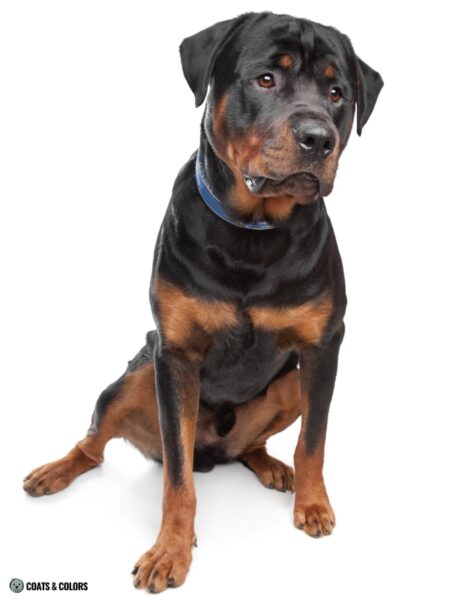 Rottweiler Coat Colors | Coats and Colors