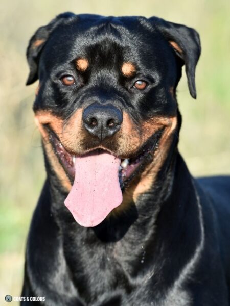 Rottweiler Coat Colors | Coats and Colors
