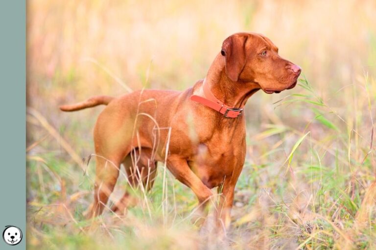 Agouti (aw) | Coats and Colors
