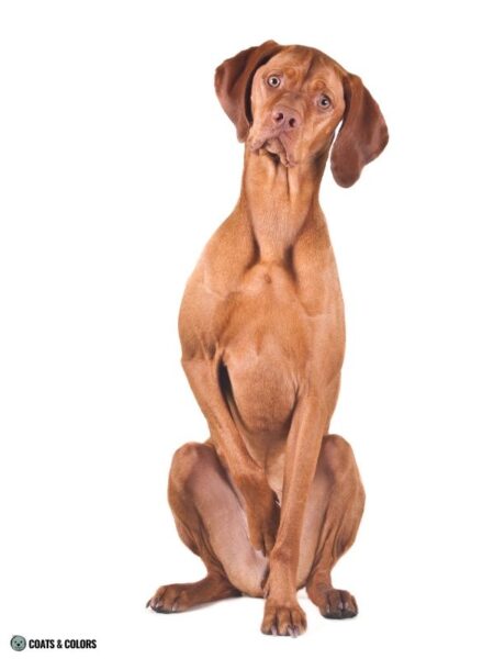 Vizsla Coat Colors | Coats and Colors