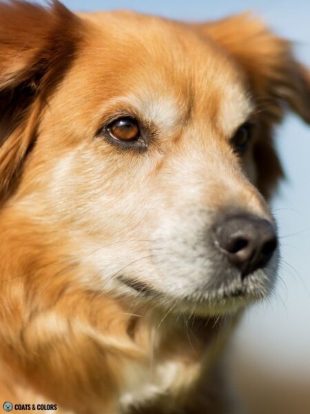 Golden Retriever Coat Colors | Coats and Colors