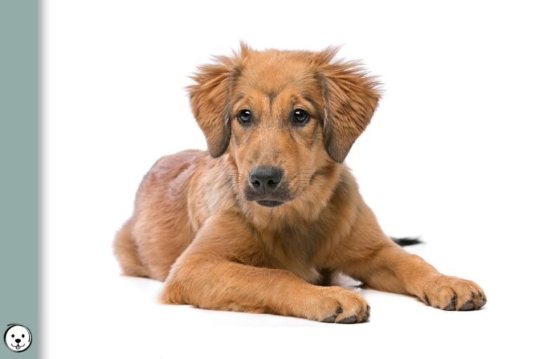 Dog Eye Colors | Coats and Colors