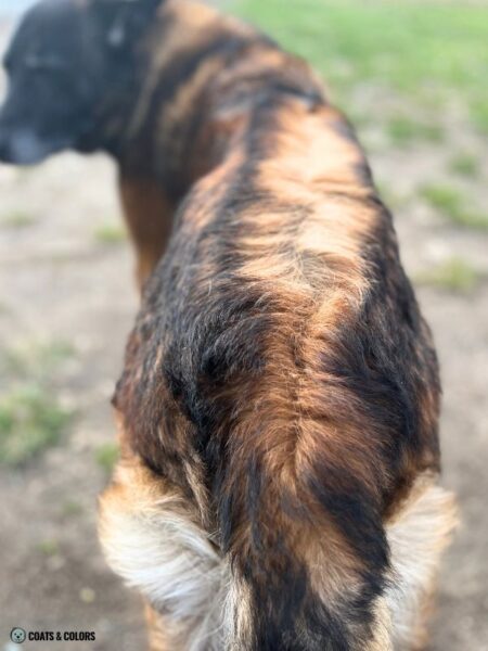 Black-Based Sable | Coats and Colors